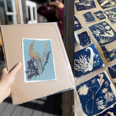 Make Seaweed Cyanotypes with Winter Waters - Seaside Oregon