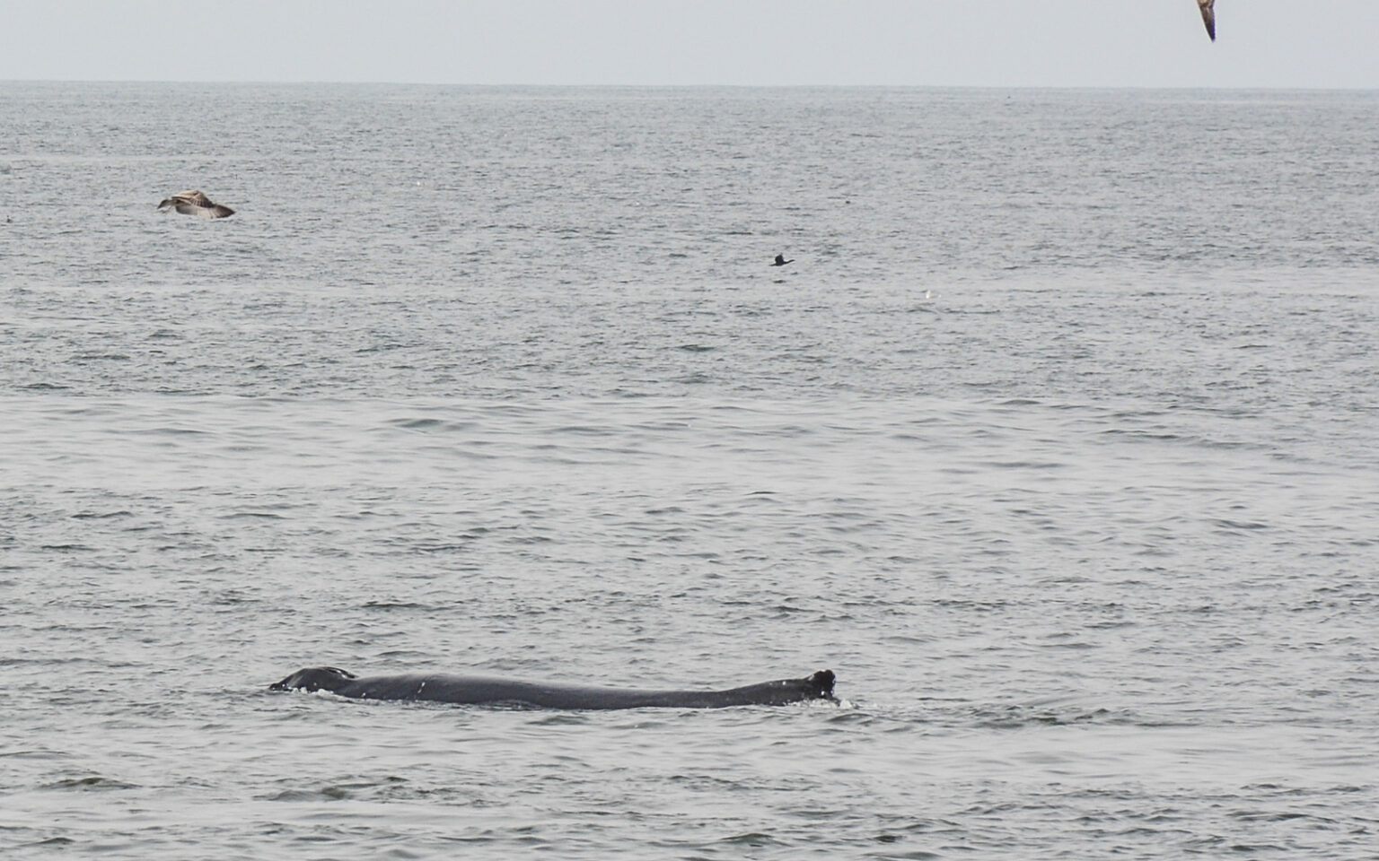 An Expert's Guide to Watching Whales in Spring - Seaside Oregon